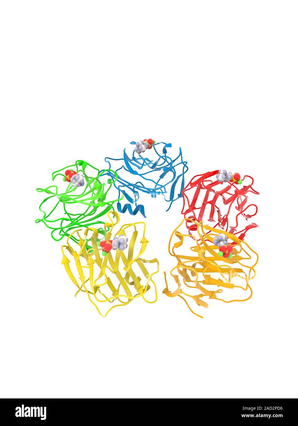 C-reactive protein molecule. Computer model showing the structure of a ...