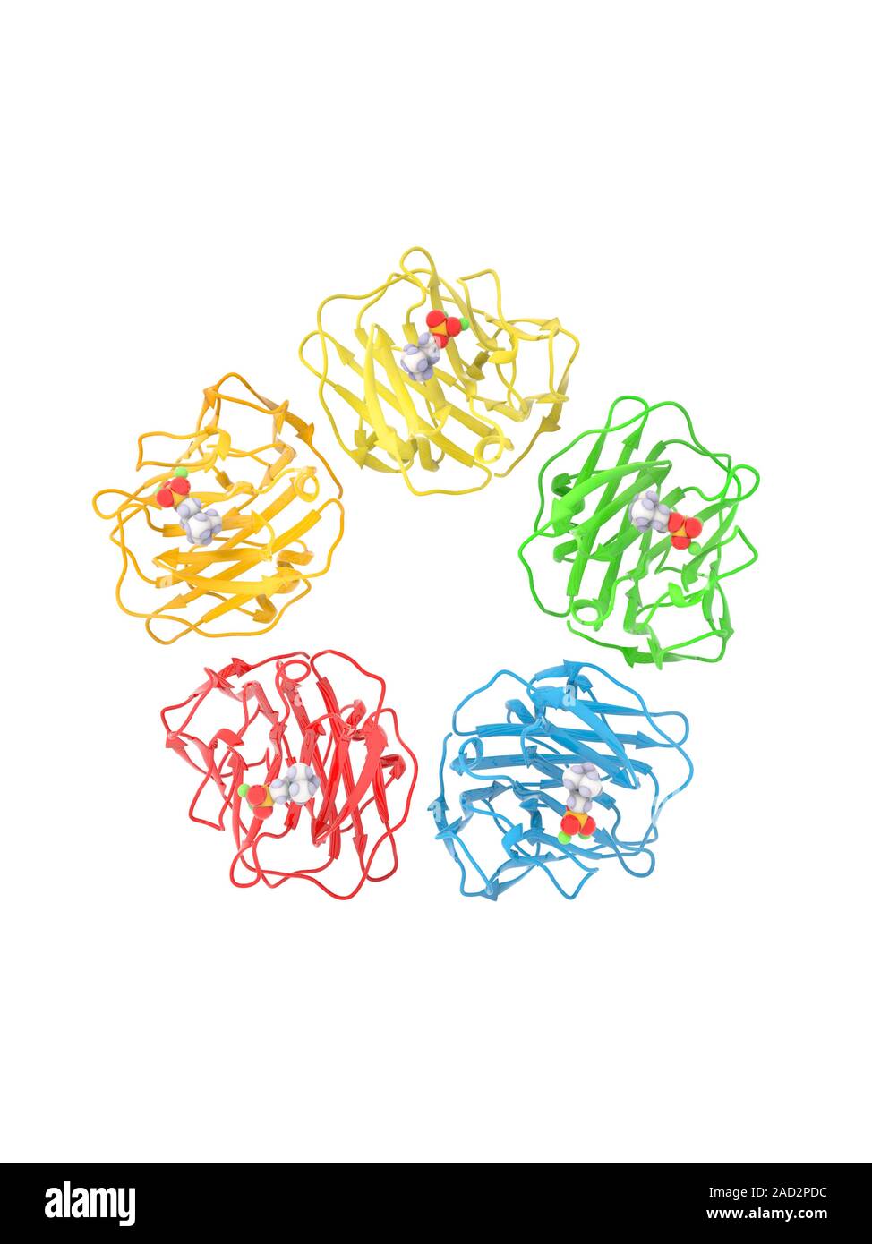 C-reactive protein molecule. Computer model showing the structure of a ...