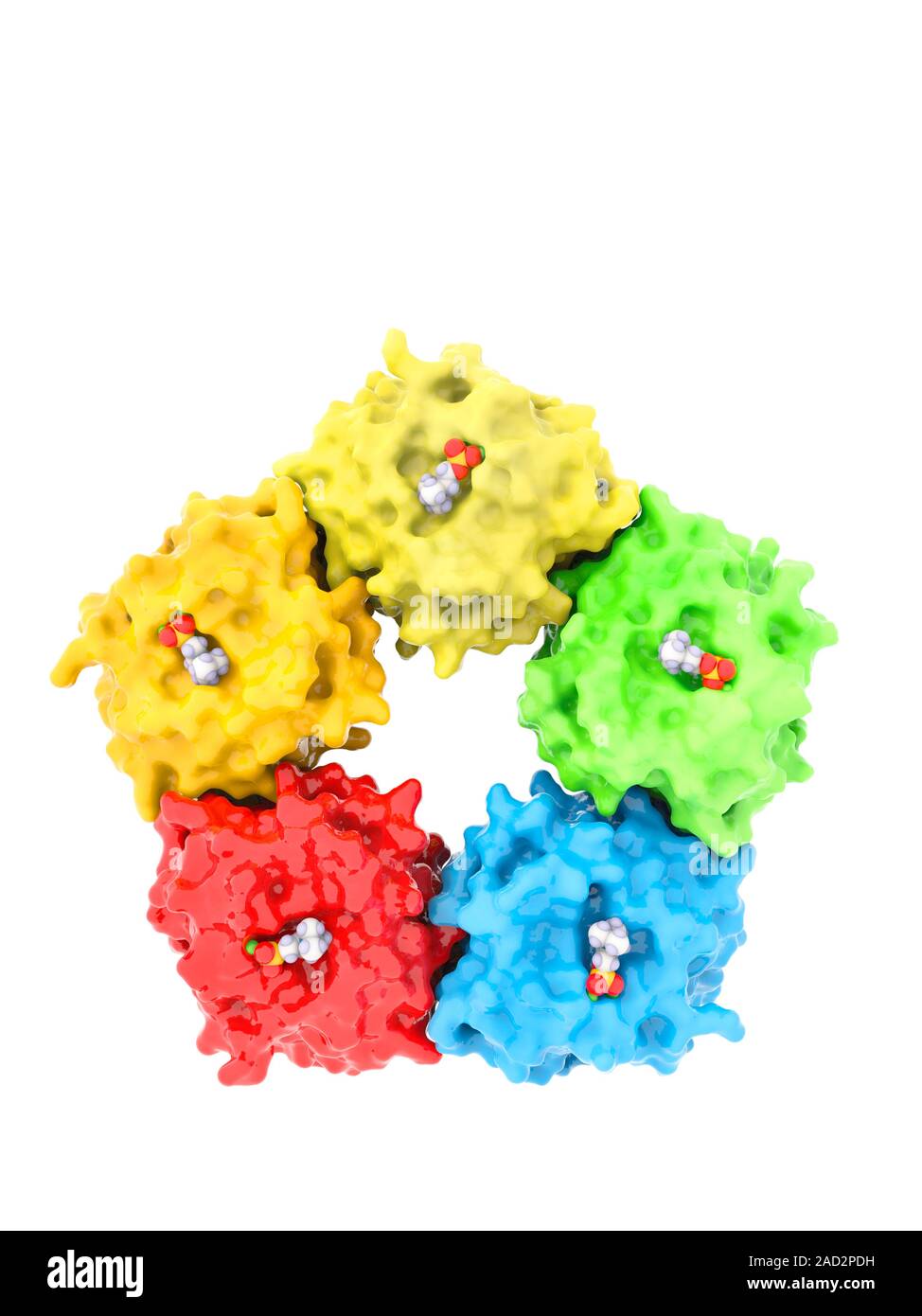 C-reactive protein molecule. Computer model showing the structure of a ...