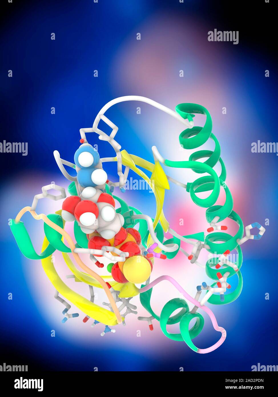 K-Ras GTP complex. Computer model showing the structure of a molecule ...