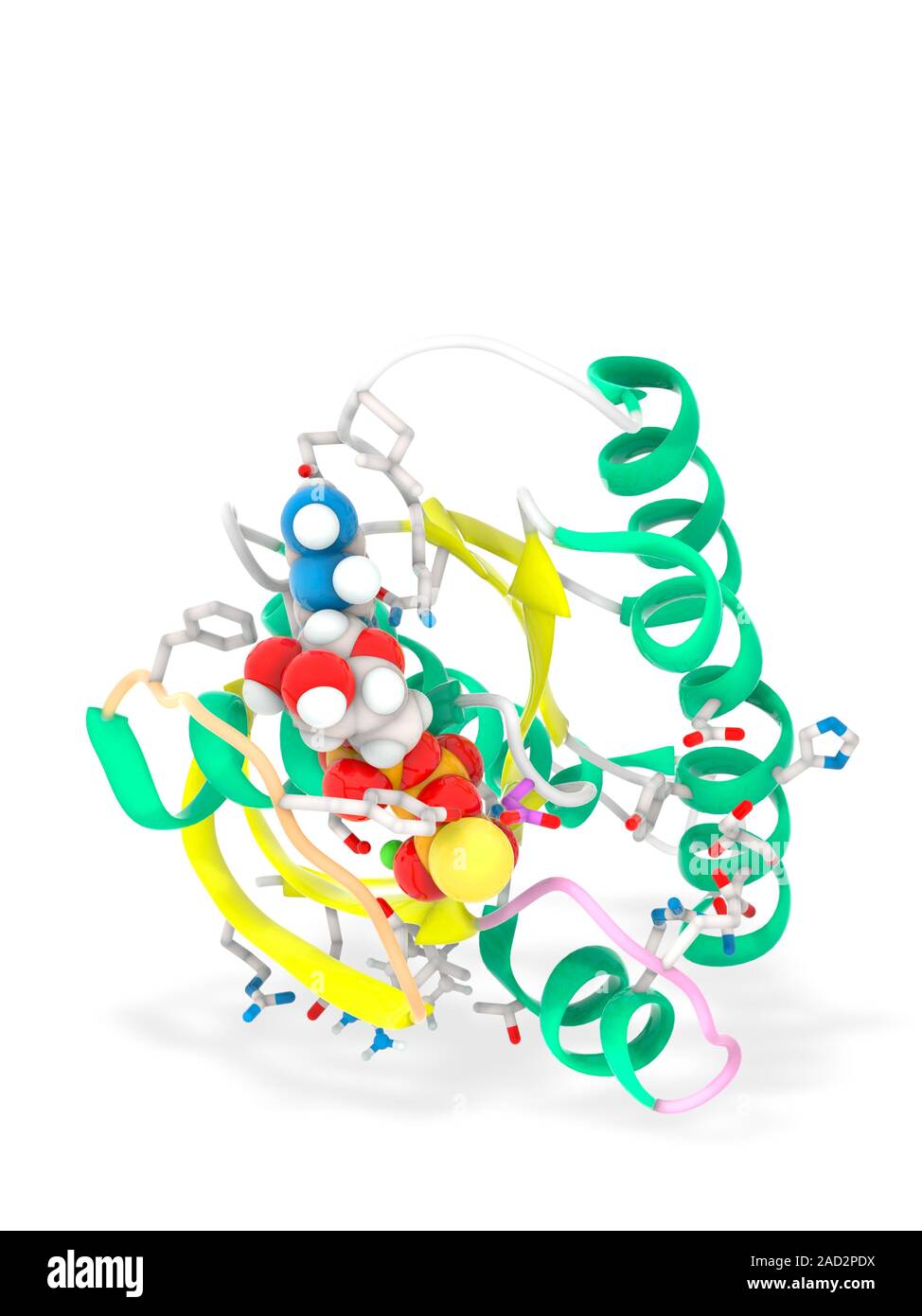 K Ras Gtp Complex Computer Model Showing The Structure Of A Molecule Of The K Ras Oncogene