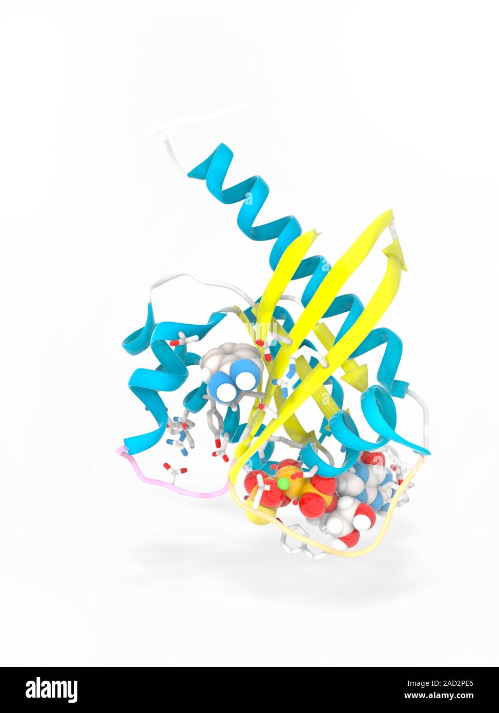 K Ras Benzamidine And Gtp Complex Computer Model Showing The Structure Of A Molecule Of The K
