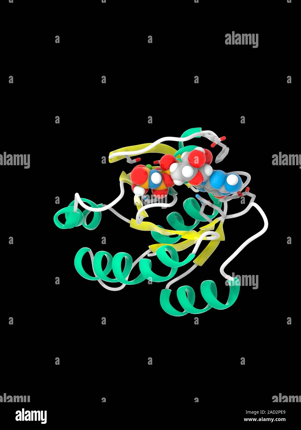 Ras GTP complex. Computer model showing the structure of a molecule of ...