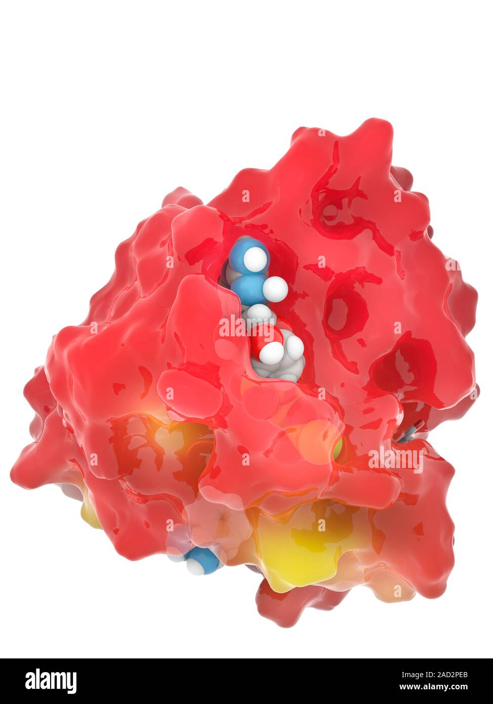 K Ras Benzamidine And Gtp Complex Computer Model Showing The Structure Of A Molecule Of The K