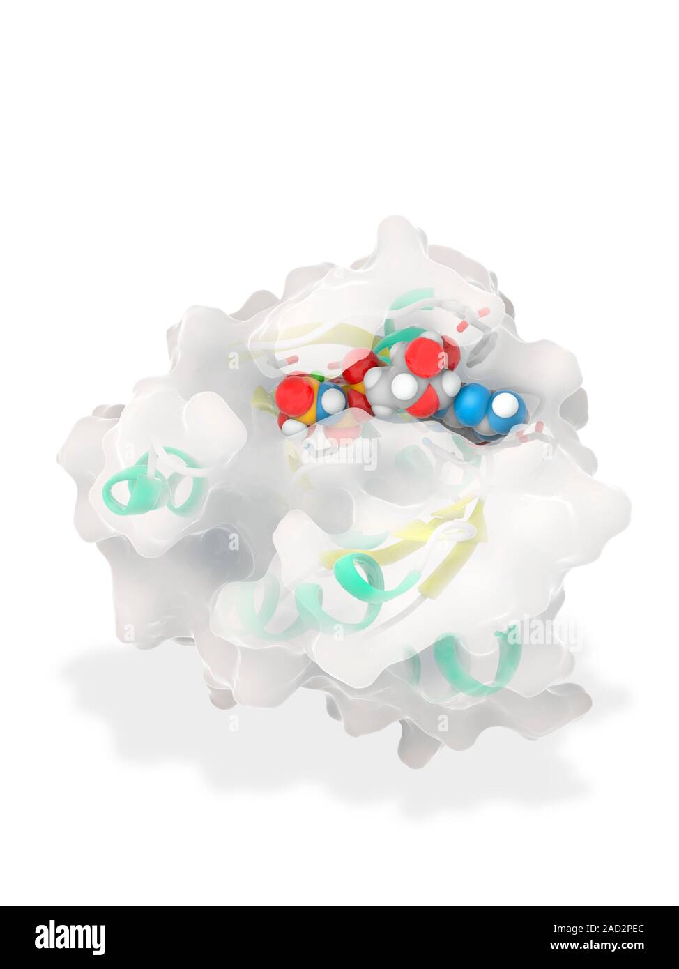 Ras GTP complex. Computer model showing the structure of a molecule of ...
