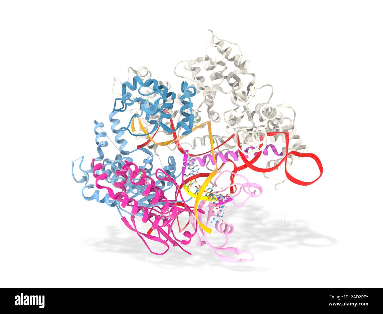 CRISPR-CAS9 gene editing complex. Computer illustration showing the ...