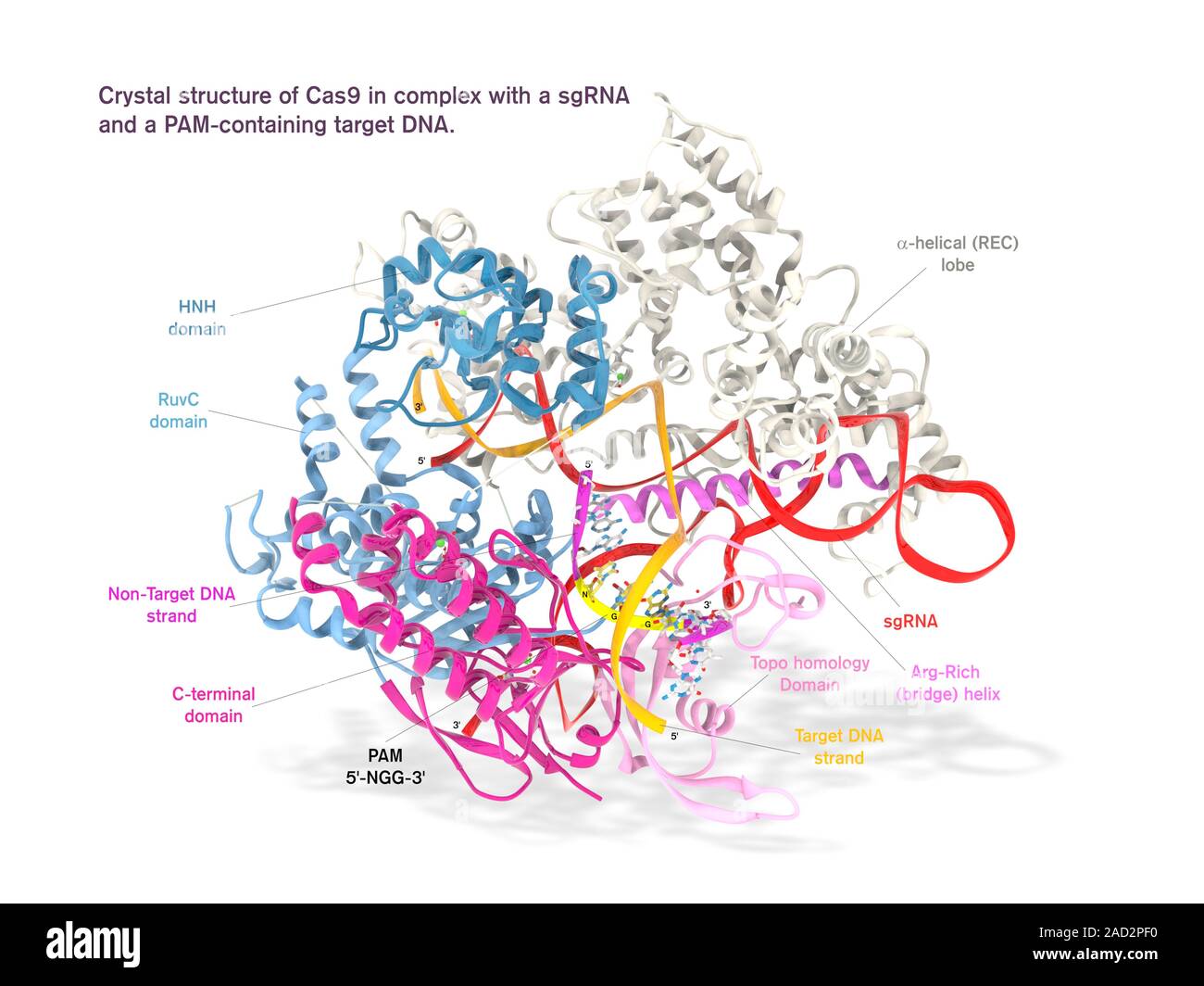 CRISPR-CAS9 gene editing complex. Computer illustration showing the ...