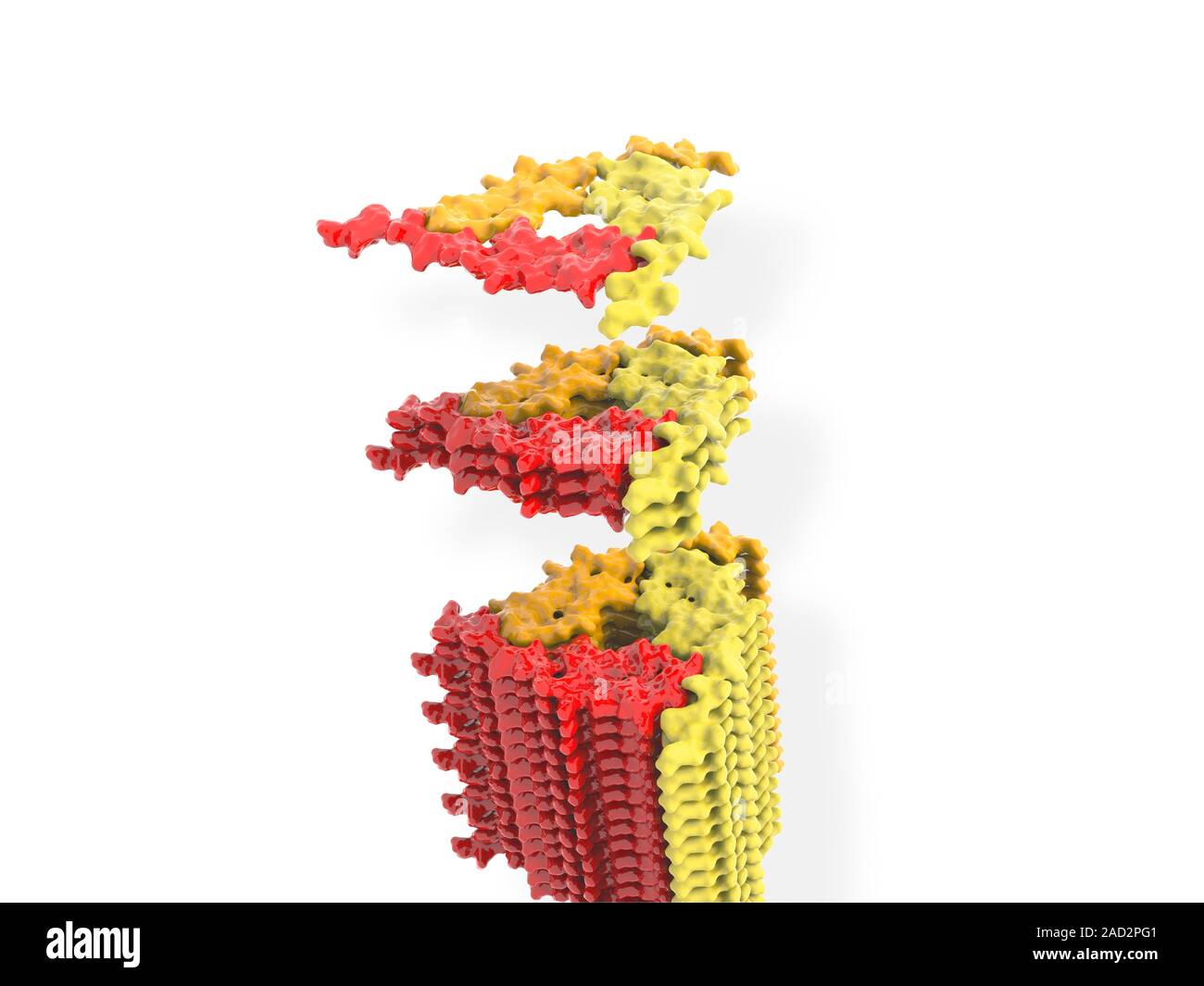 Molecular model of a human brain-derived beta-amyloid fibril isolated ...