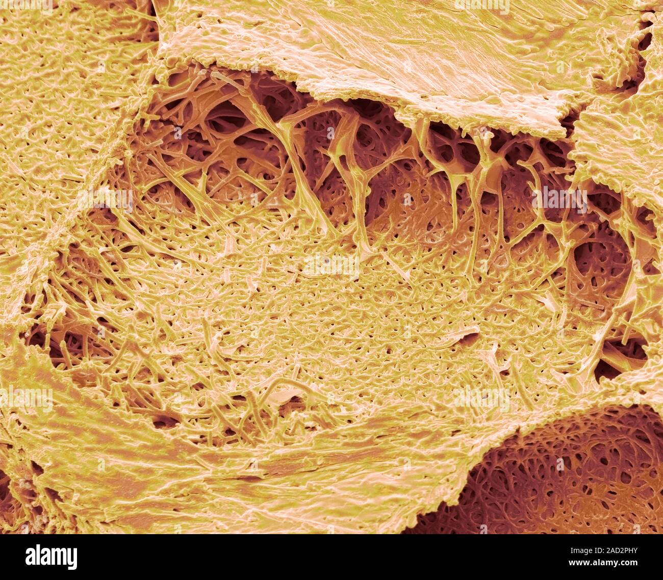 Penguin feather. Coloured scanning electron micrograph (SEM) of a ...