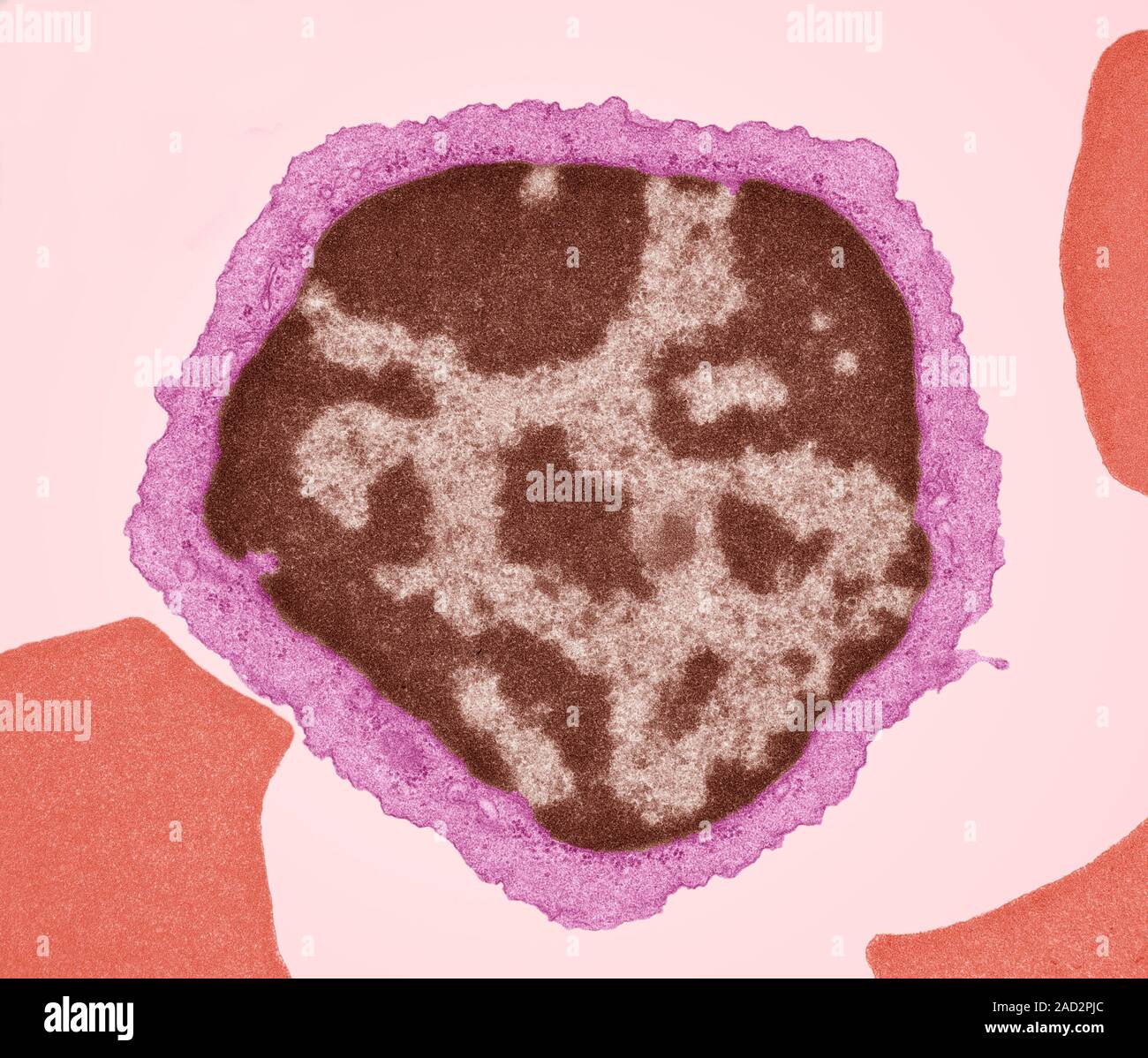 Lymphocyte white blood cell. Coloured transmission electron micrograph ...