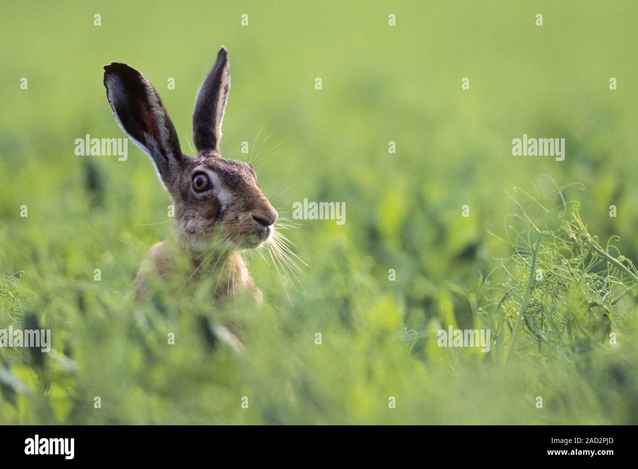 European Hare, natural predators include birds of prey and canids and ...