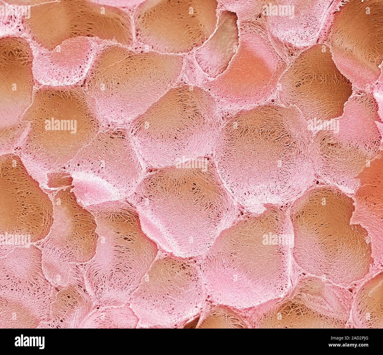 Penguin feather. Coloured scanning electron micrograph (SEM) of a ...