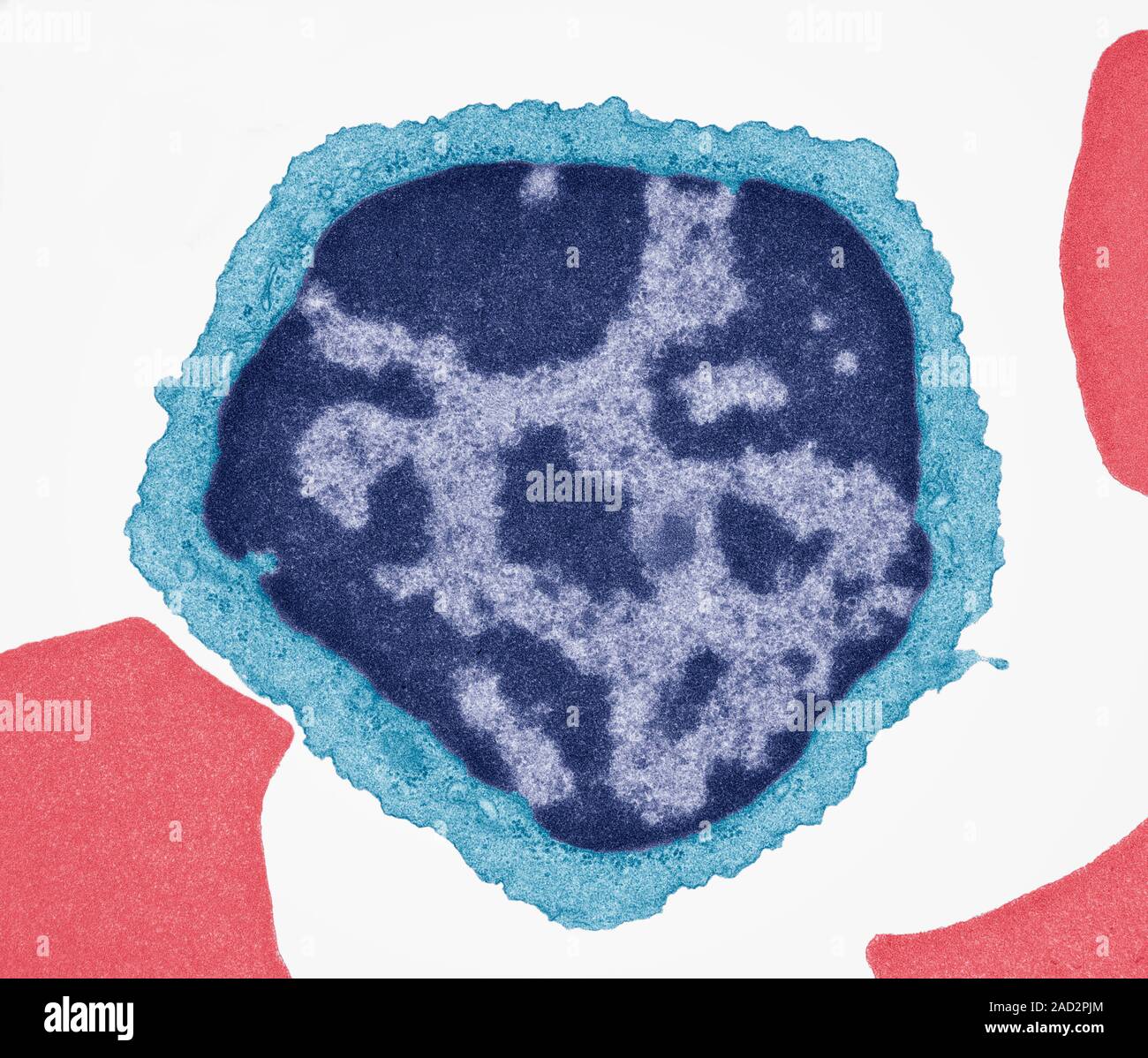 Lymphocyte white blood cell. Coloured transmission electron micrograph ...