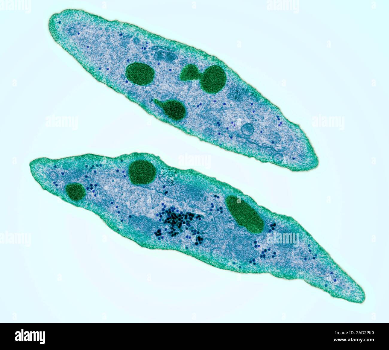 Resting platelet. Coloured transmission electron micrograph (TEM) of ...