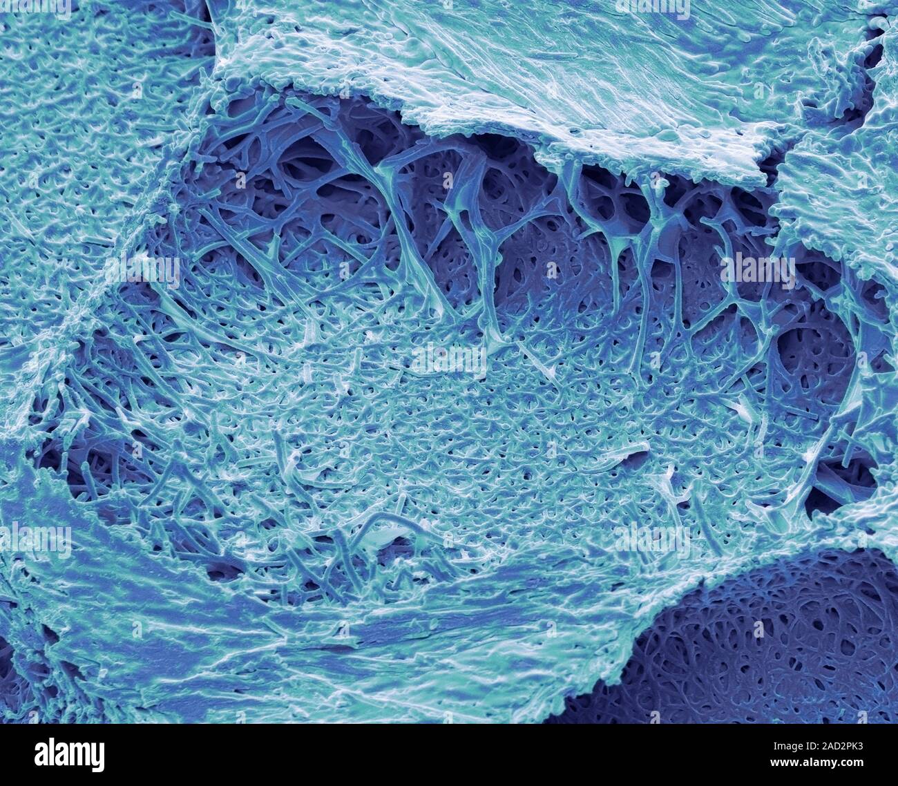 Penguin feather. Coloured scanning electron micrograph (SEM) of a ...