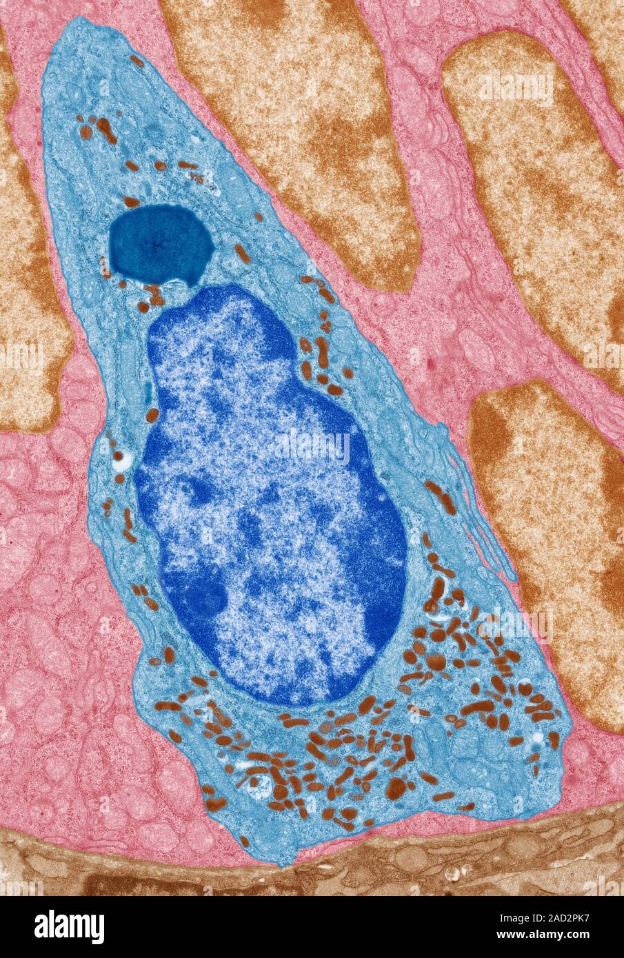 Enteroendocrine cell. Colured transmission electron micrograph (TEM) of ...