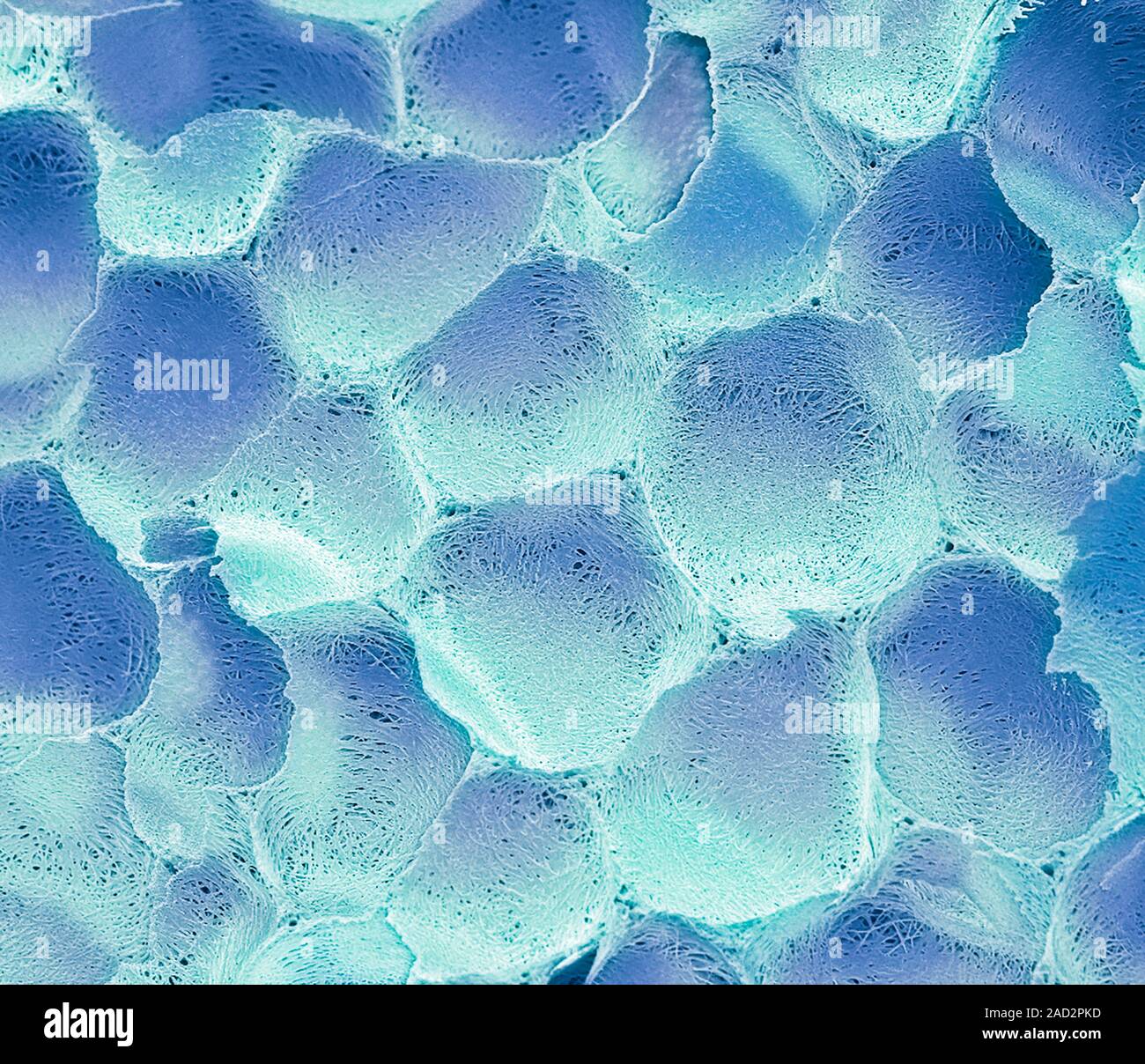 Penguin feather. Coloured scanning electron micrograph (SEM) of a ...