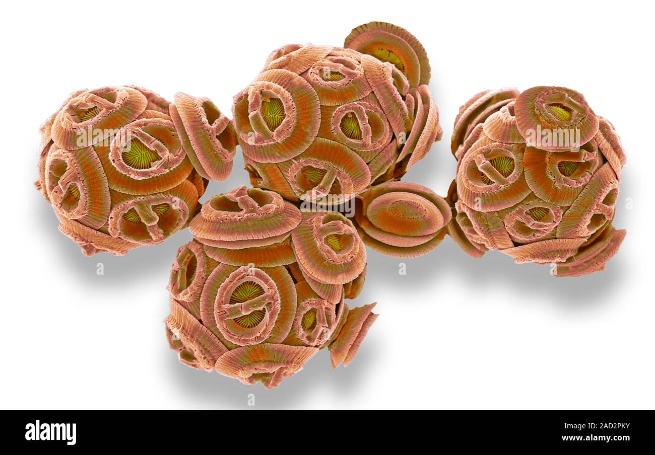 Coccolithophores. Coloured scanning electron micrograph (SEM) of ...