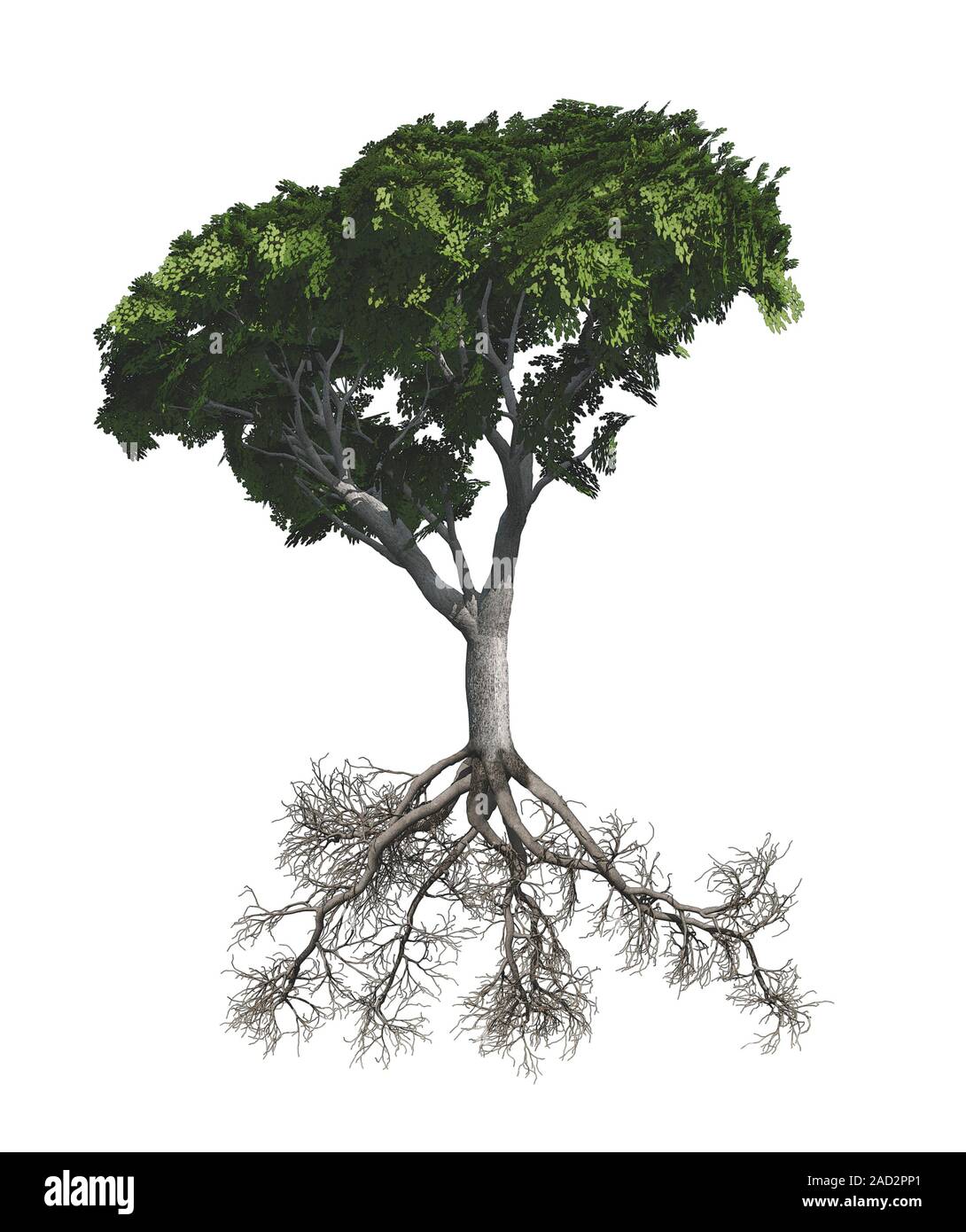 Beech Tree Fagus Sylvatica Computer Illustration Showing The Structure Of A Common Beech Tree