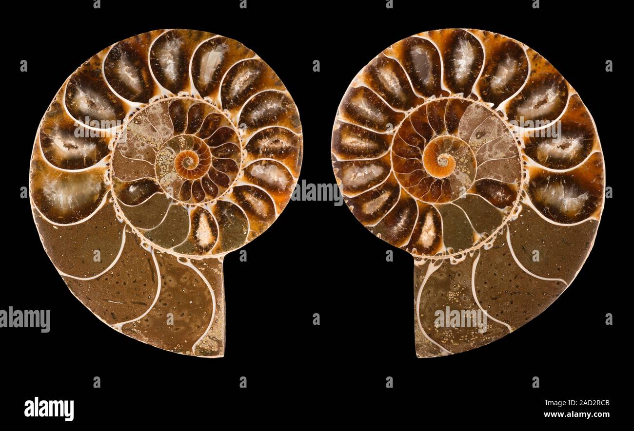 Ceratites ammonite fossil. Cut and polished specimen of a Ceratites ...