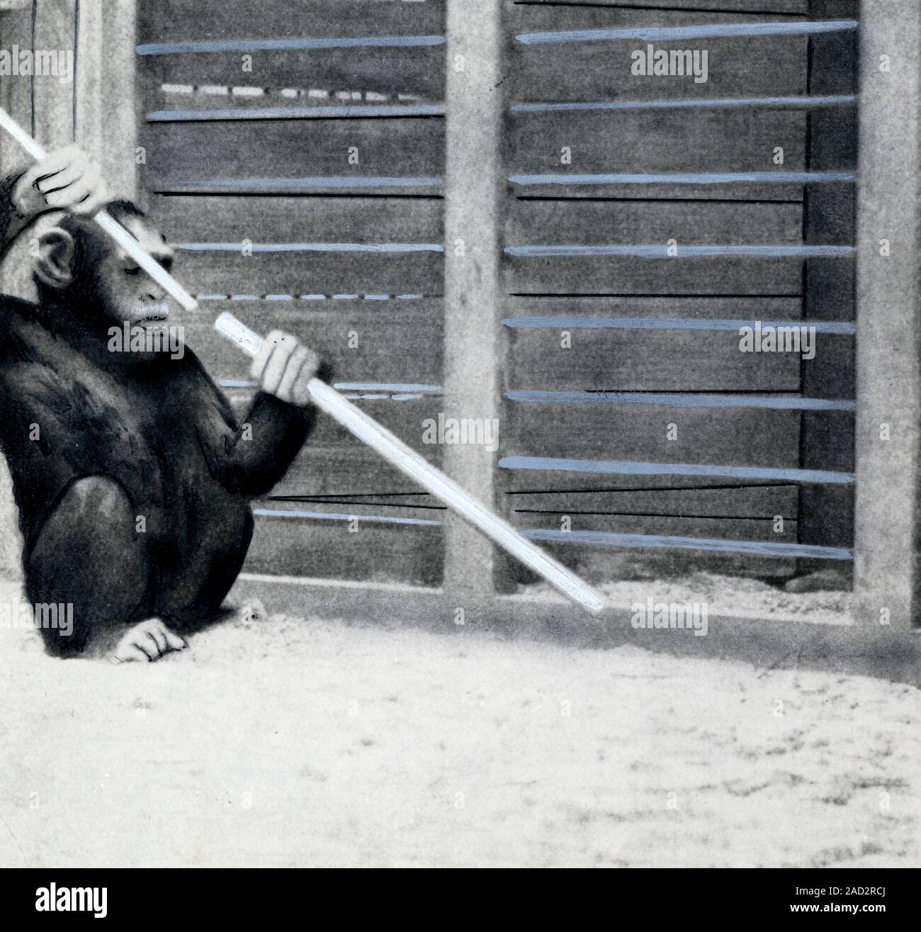 Chimpanzee problem solving research. Chimpanzee assembling sticks to reach bananas placed out of ...