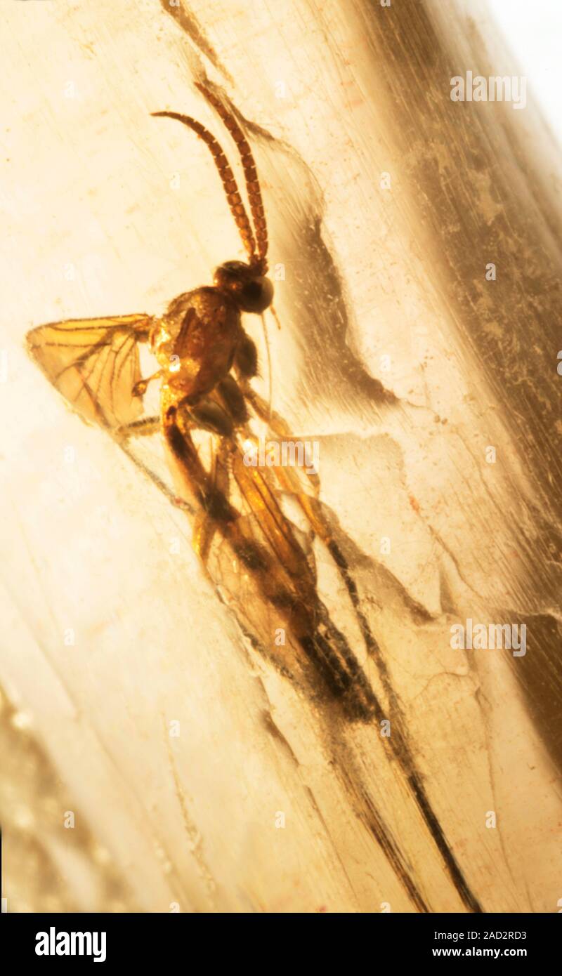 Long-legged fly in amber. Amber is the fossilised resin of various ...