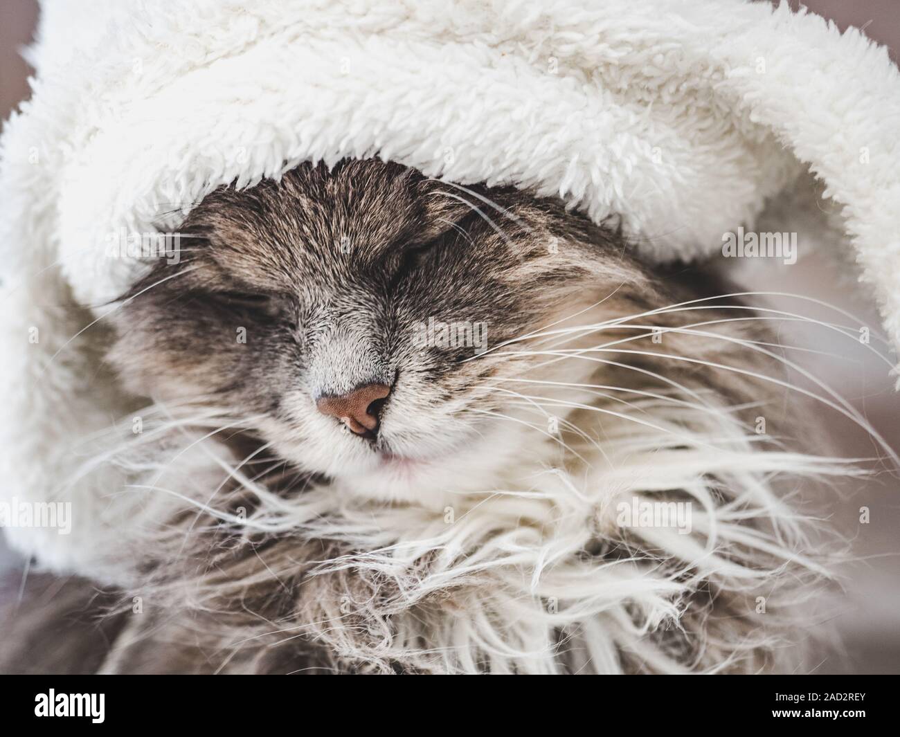 Young kitty in a white wool hat Stock Photo - Alamy