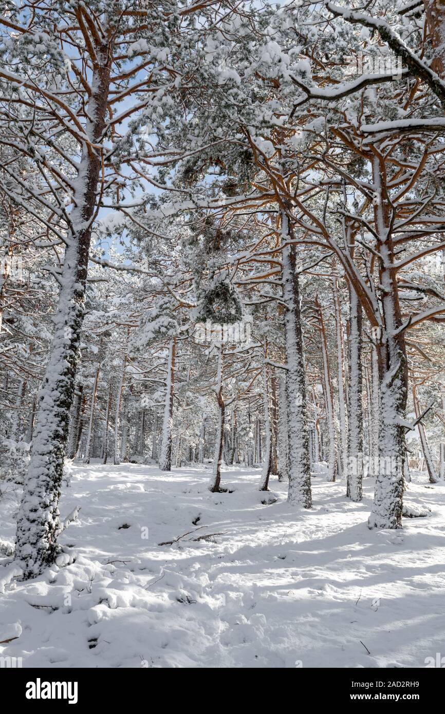 Winter landscape with snow and pines in Navacerrada, Spain Stock Photo ...