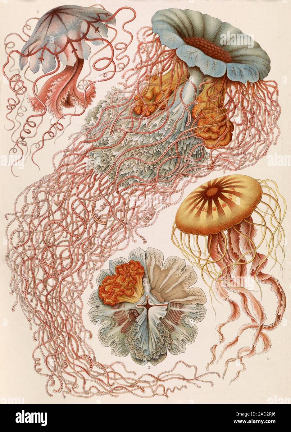 Discomedusae jellyfish. Illustration showing a variety of Discomedusae ...