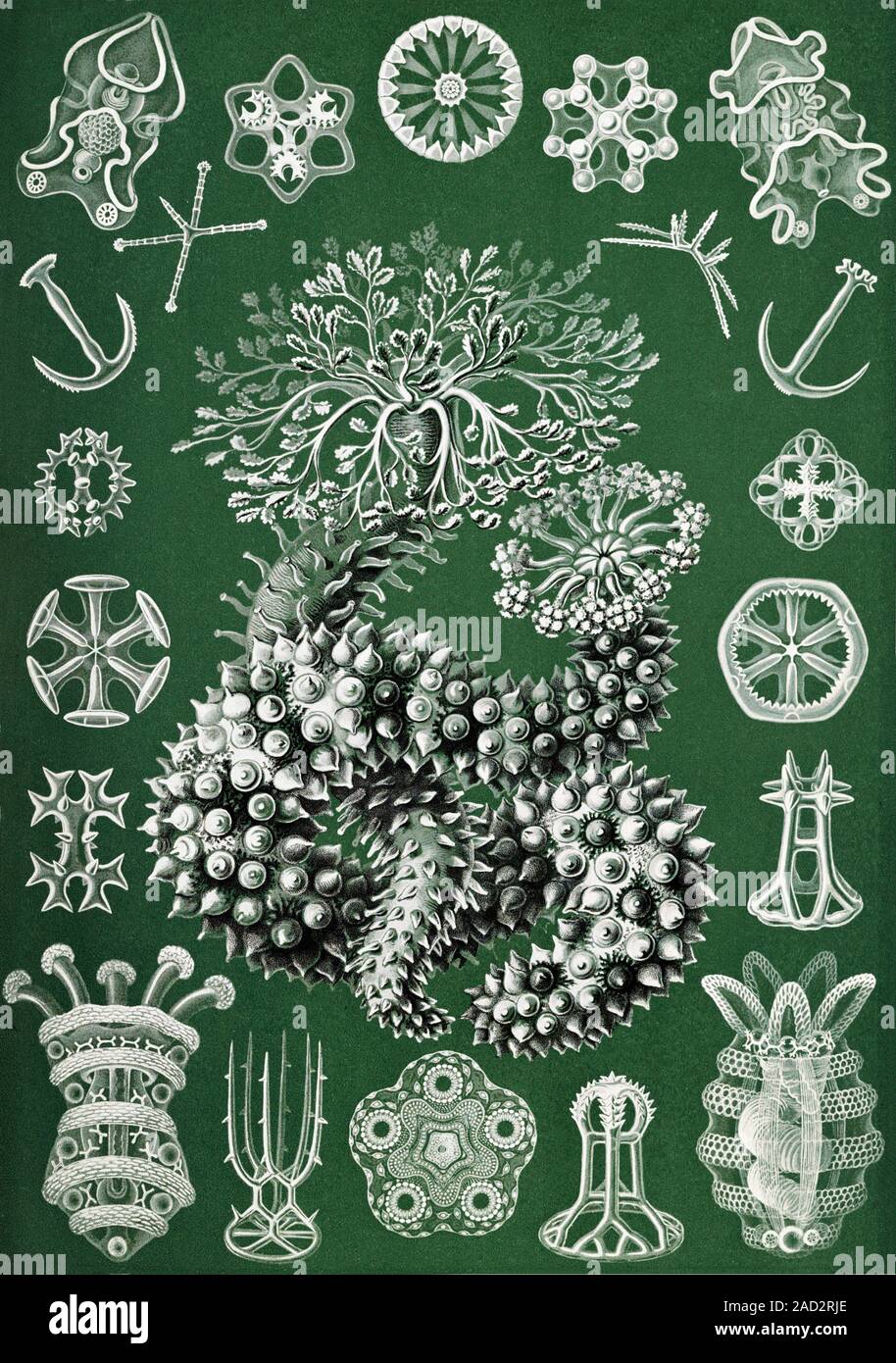 Thuroidea sea cucumbers. Illustration showing a variety of Thuroidea ...