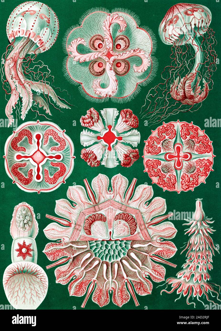 Discomedusae jellyfish. Illustration showing a variety of Discomedusae ...