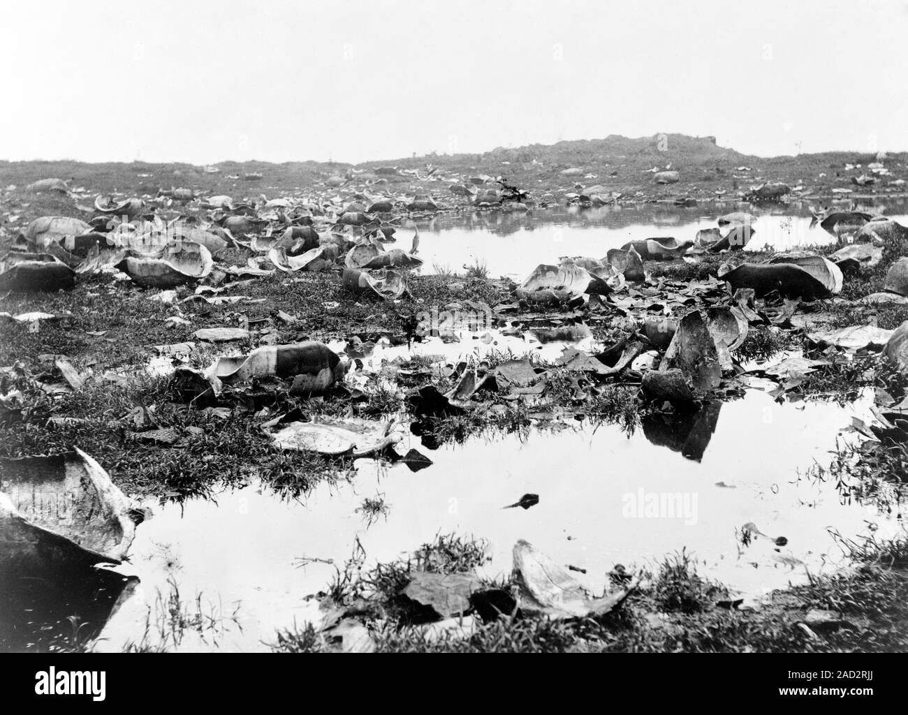 Butchered Galapagos tortoises. Shells and remains of Galapagos ...