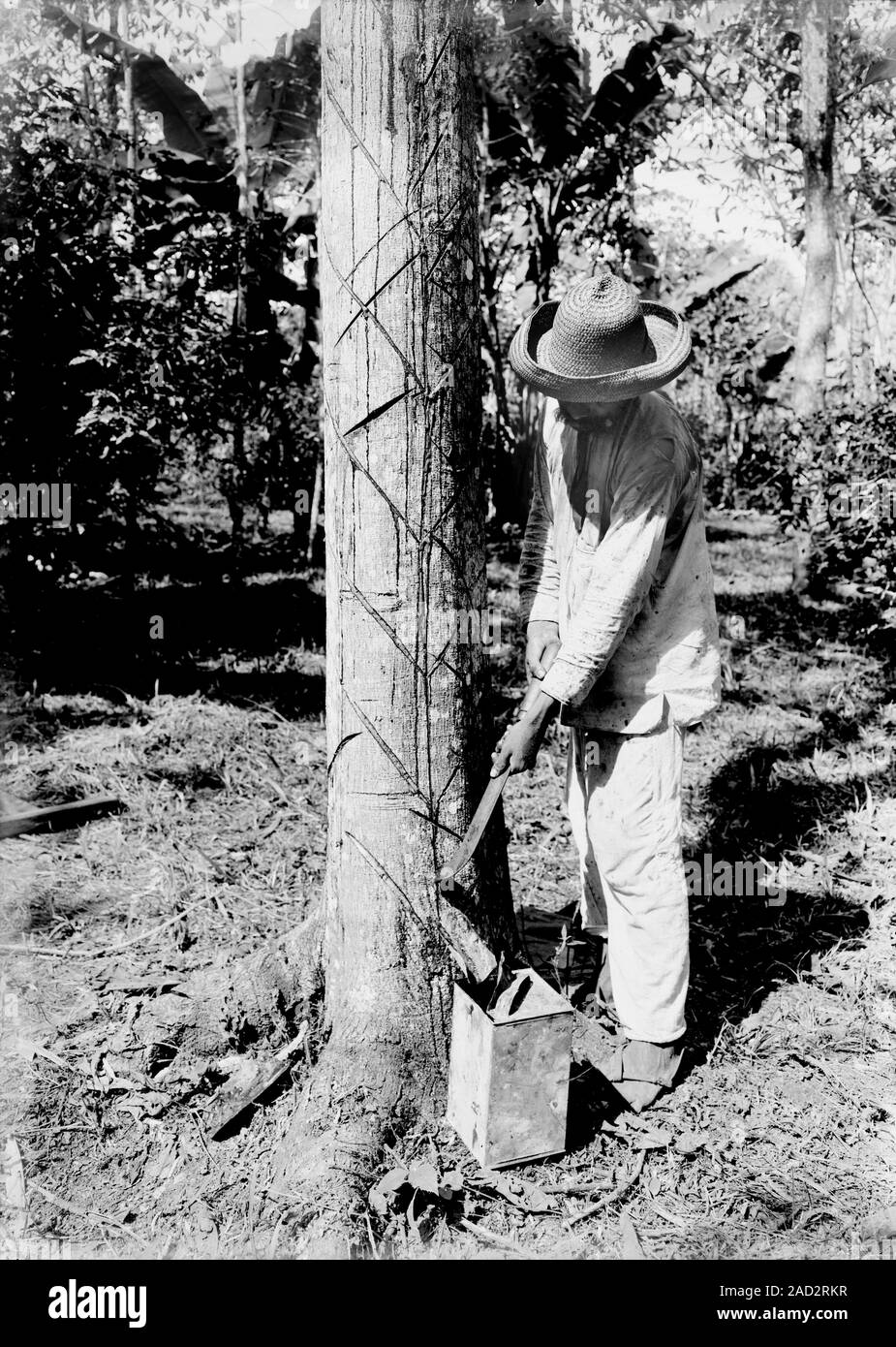 Tapping rubber tree. Plantation worker tapping a rubber tree using a ...