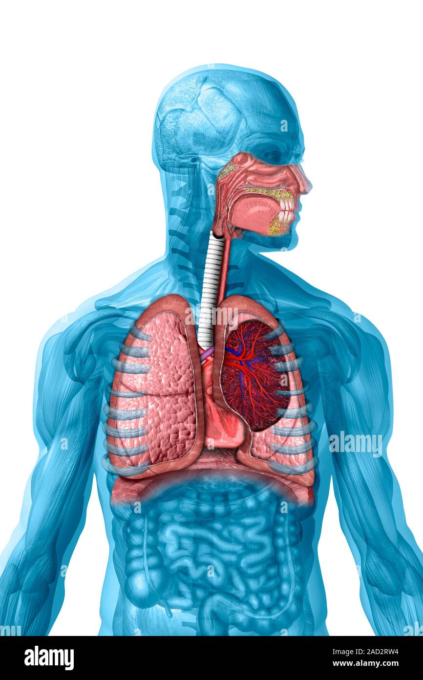 Illustration of the human respiratory system shown on the body of an ...