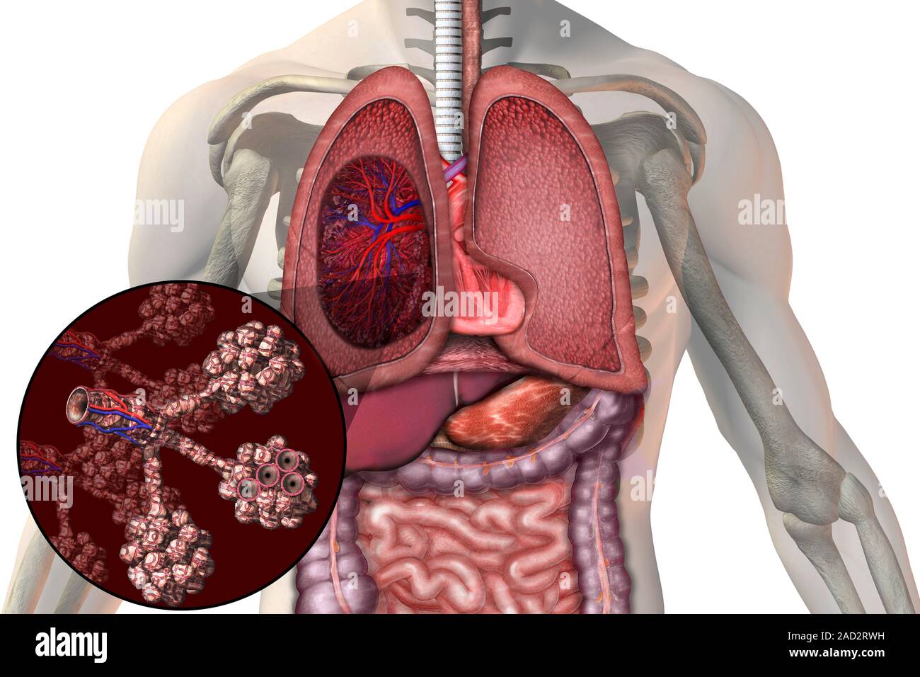 Cut-out illustration of the thoracic area of a human male showing the ...