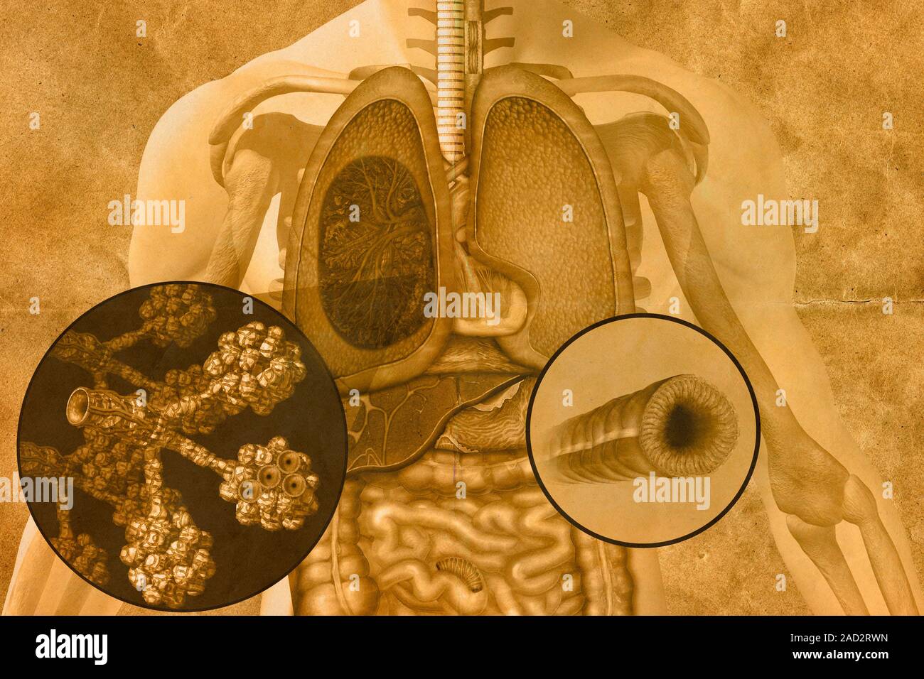 Cut-out illustration of the thoracic area of a human male showing the ...