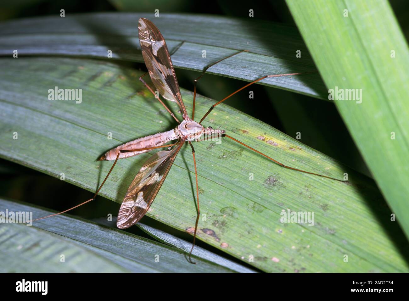 A large Crane Fly - Tipula maxima is the largest Crane Fly in the UK ...