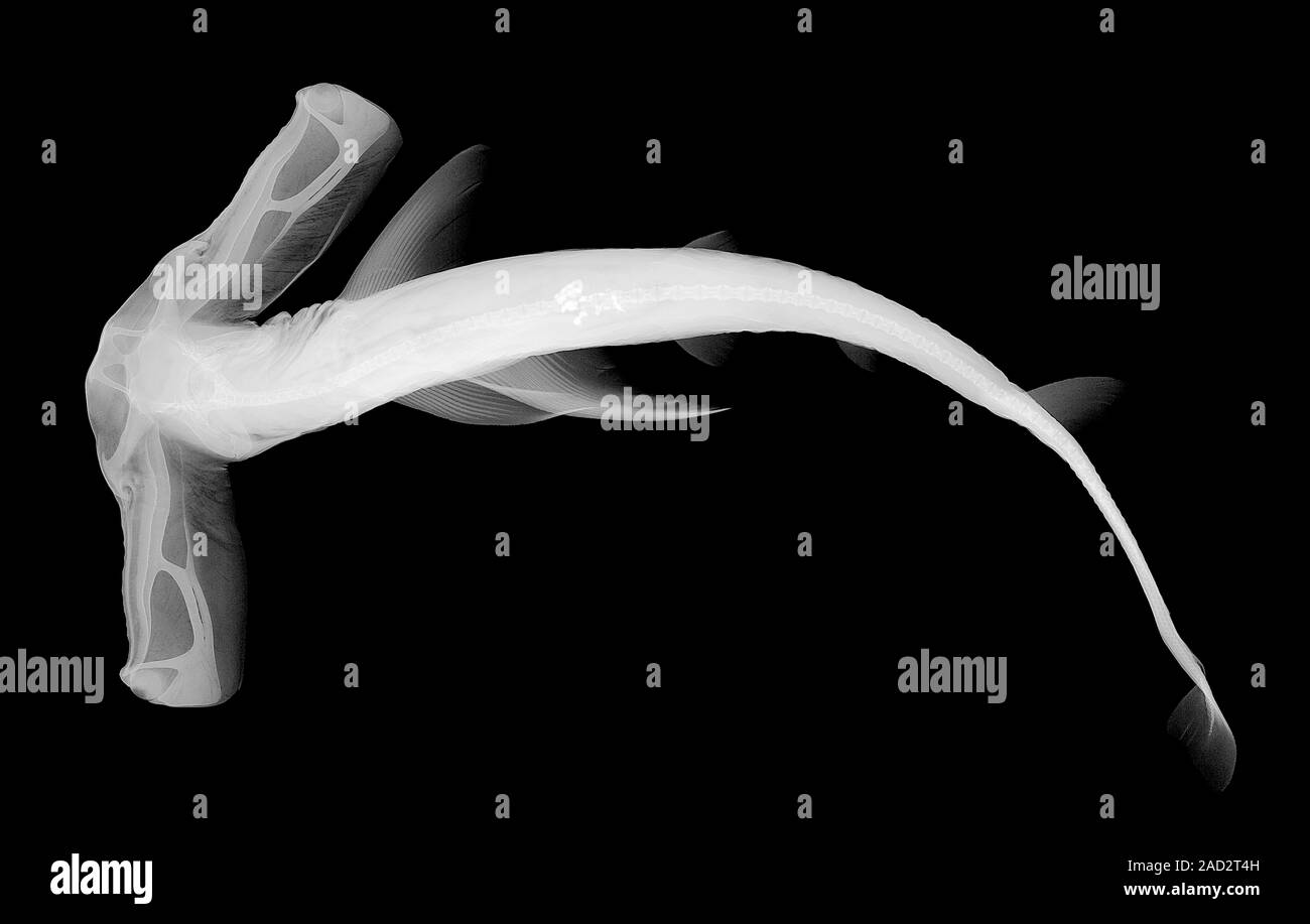 Winghead shark (Eusphyra blochii). X-ray of a section through a ...