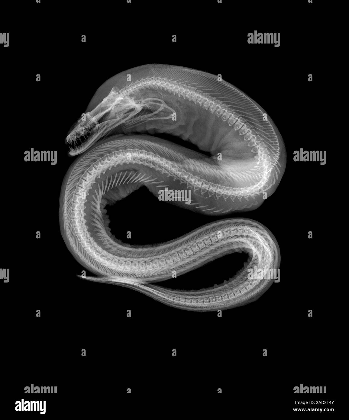 Viper moray (Enchelynassa canina). X-ray of a section through a viper ...
