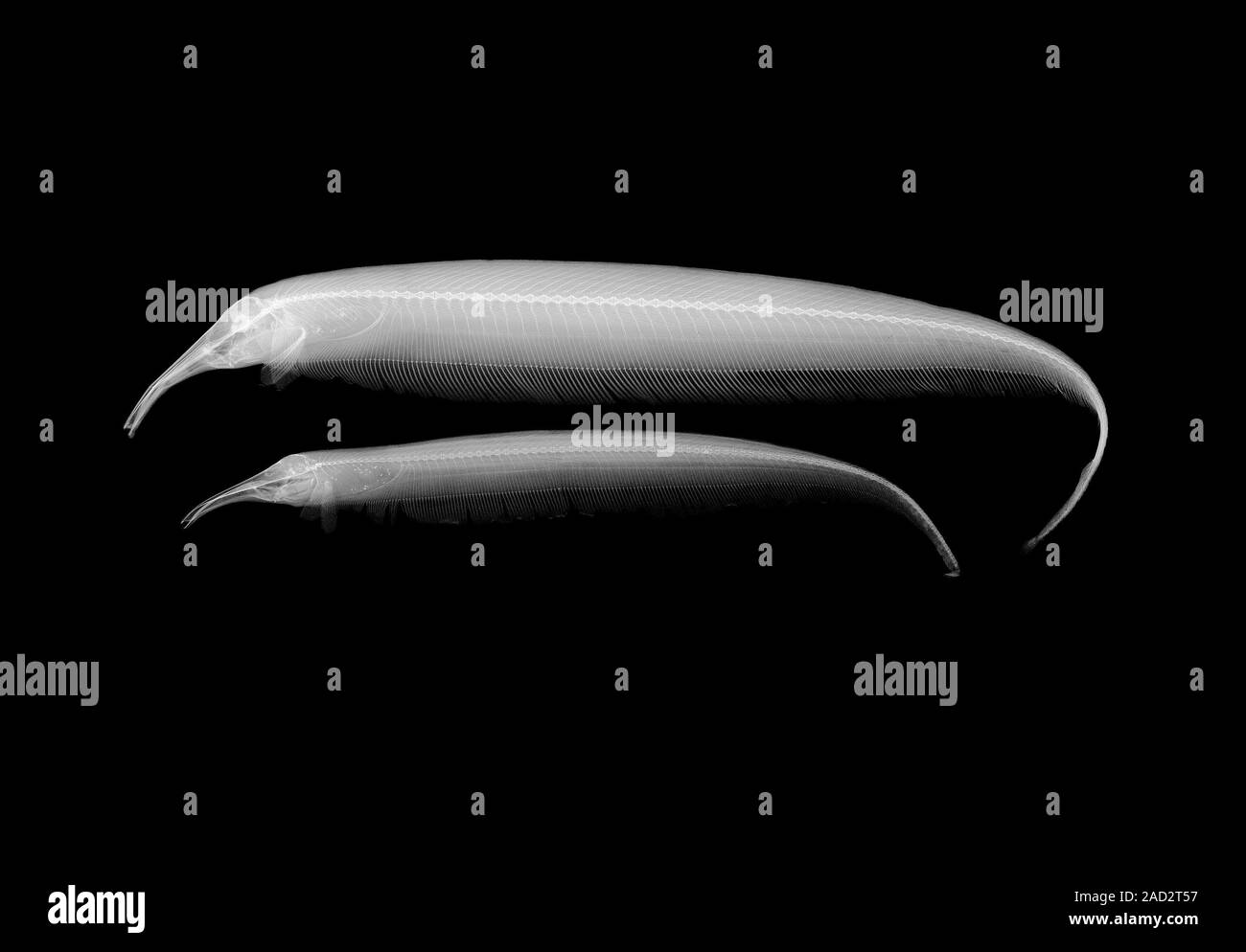 Retzer's elephant-nose knifefish (Sternarchorhynchus retzeri). X-ray of ...