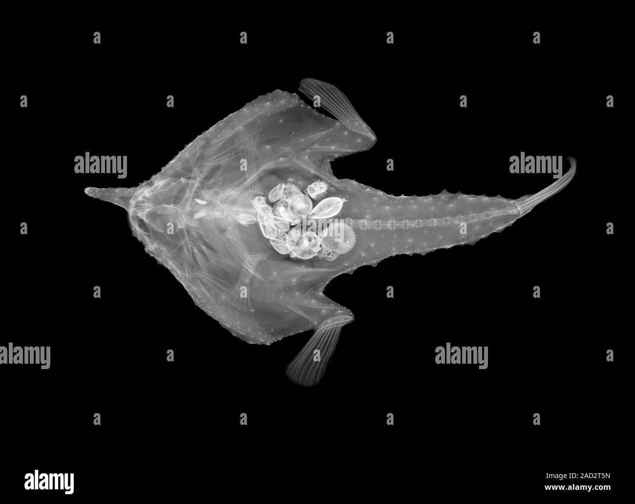 Longnose batfish (Ogcocephalus corniger). X-ray of a section through a ...