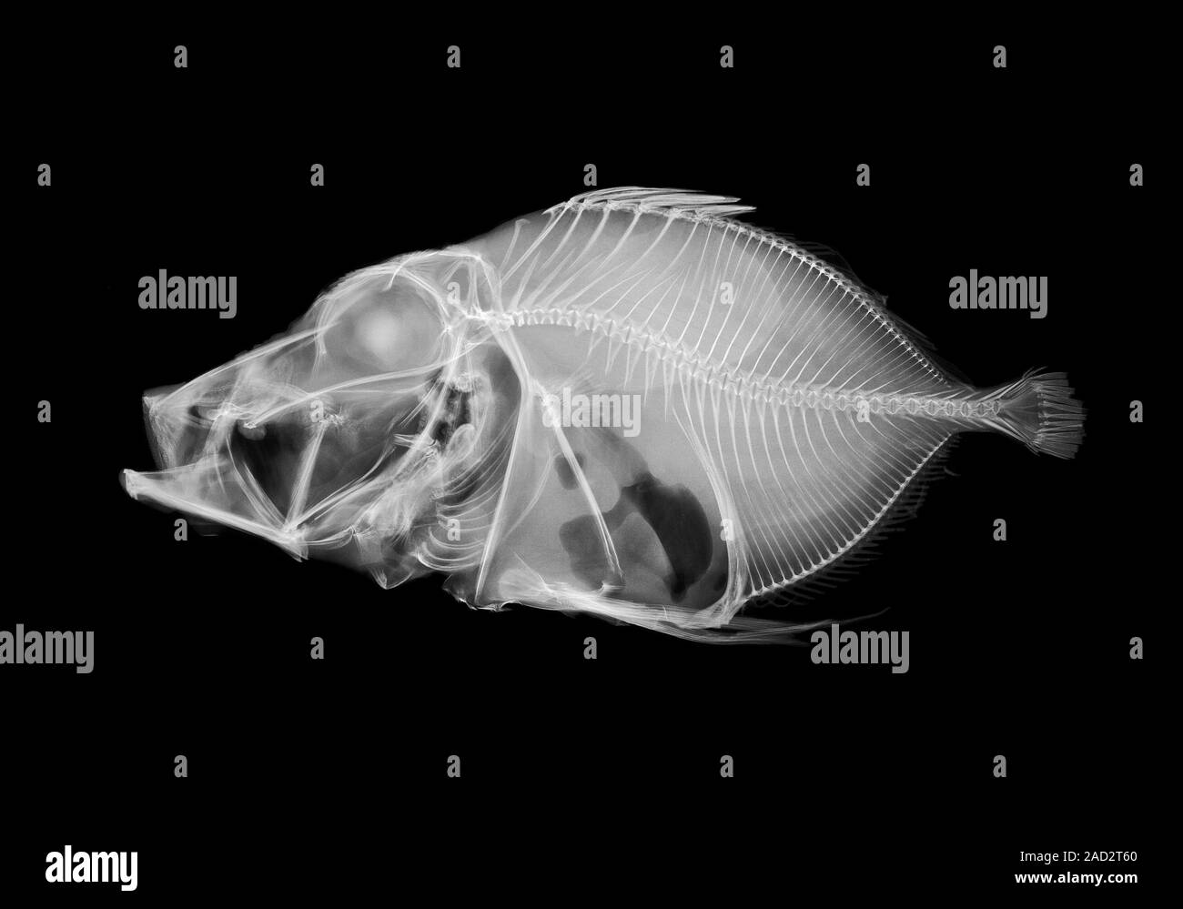 Rosy dory (Cyttopsis rosea). X-ray of a section through a rosy dory ...