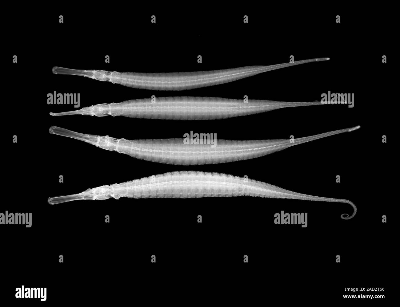 Alligator pipefish (Syngnathoides biaculeatus). X-ray of a section ...