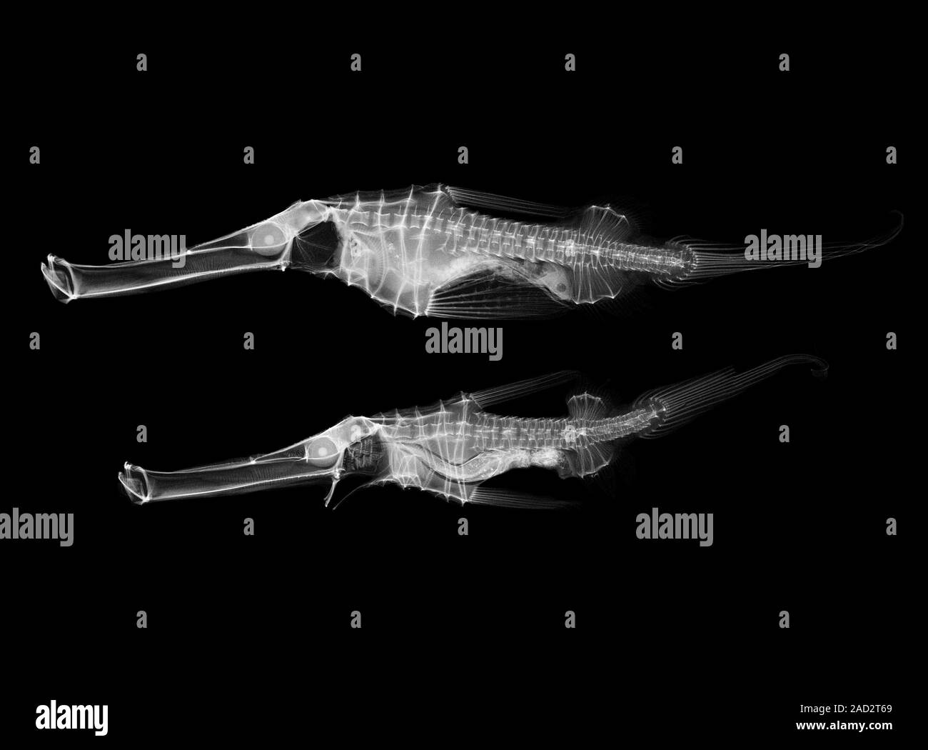 Ghost pipefish (Solenostomus cyanopterus). X-ray of a section through ...