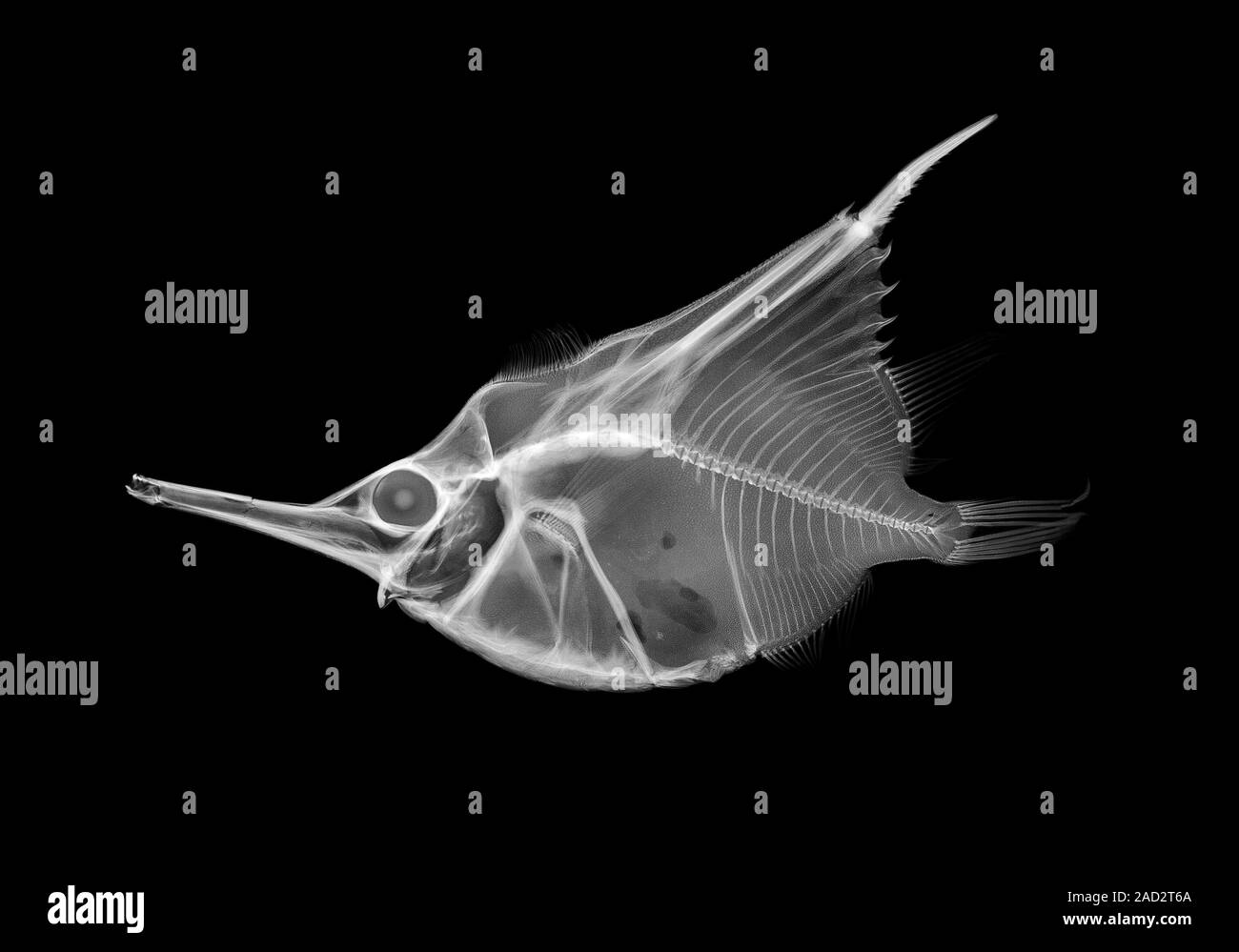 Orange bellowsfish (Notopogon fernandezianus). X-ray of a section ...