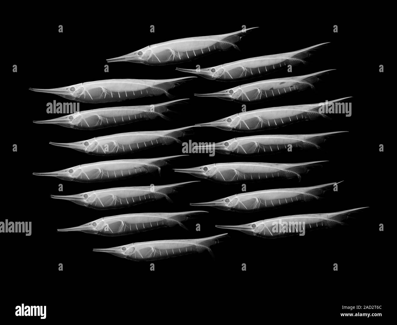 Grooved razorfish (Centriscus scutatus). X-ray of a section through ...