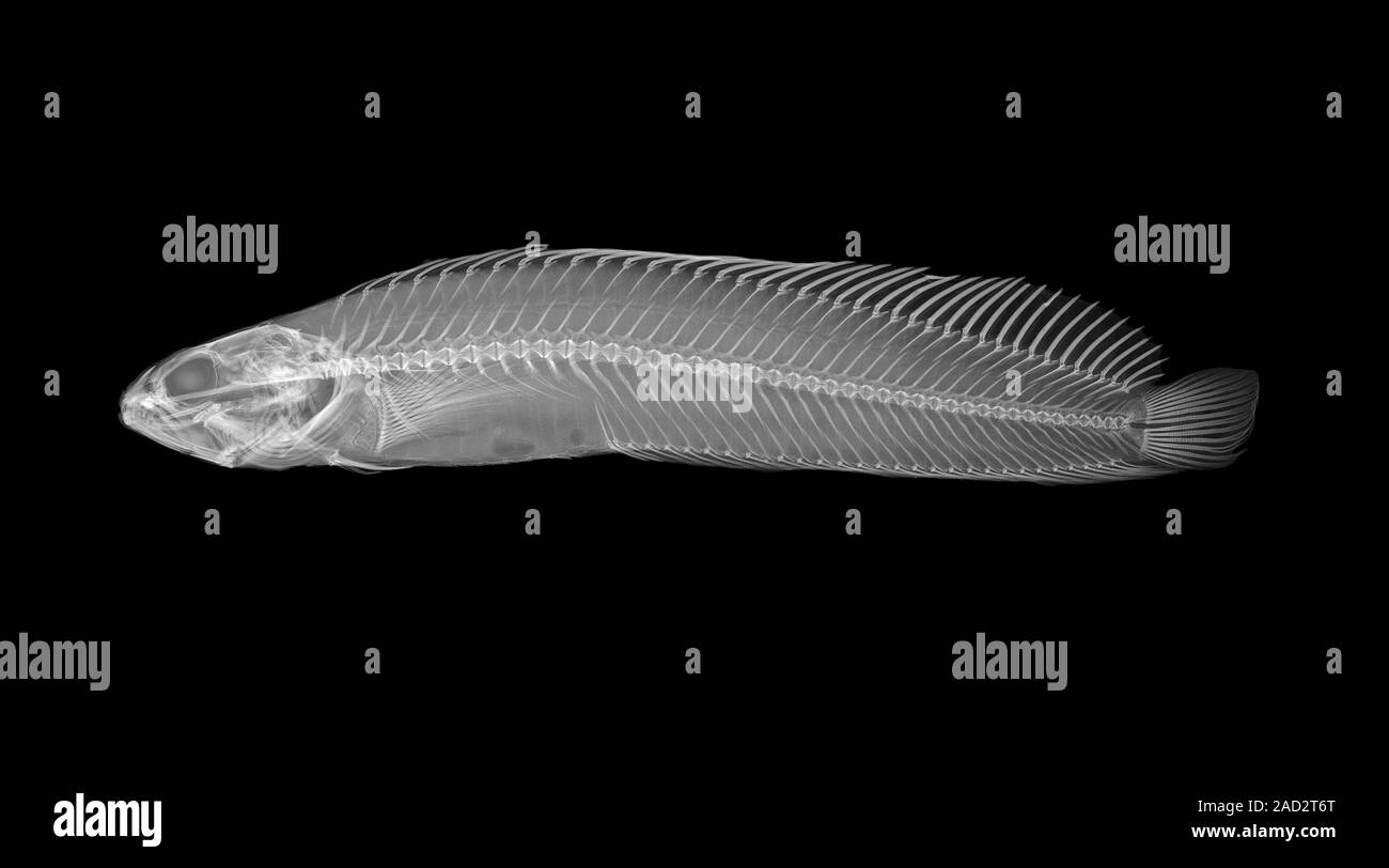 Crisscross prickleback (Plagiogrammus hopkinsii). X-ray of a section ...