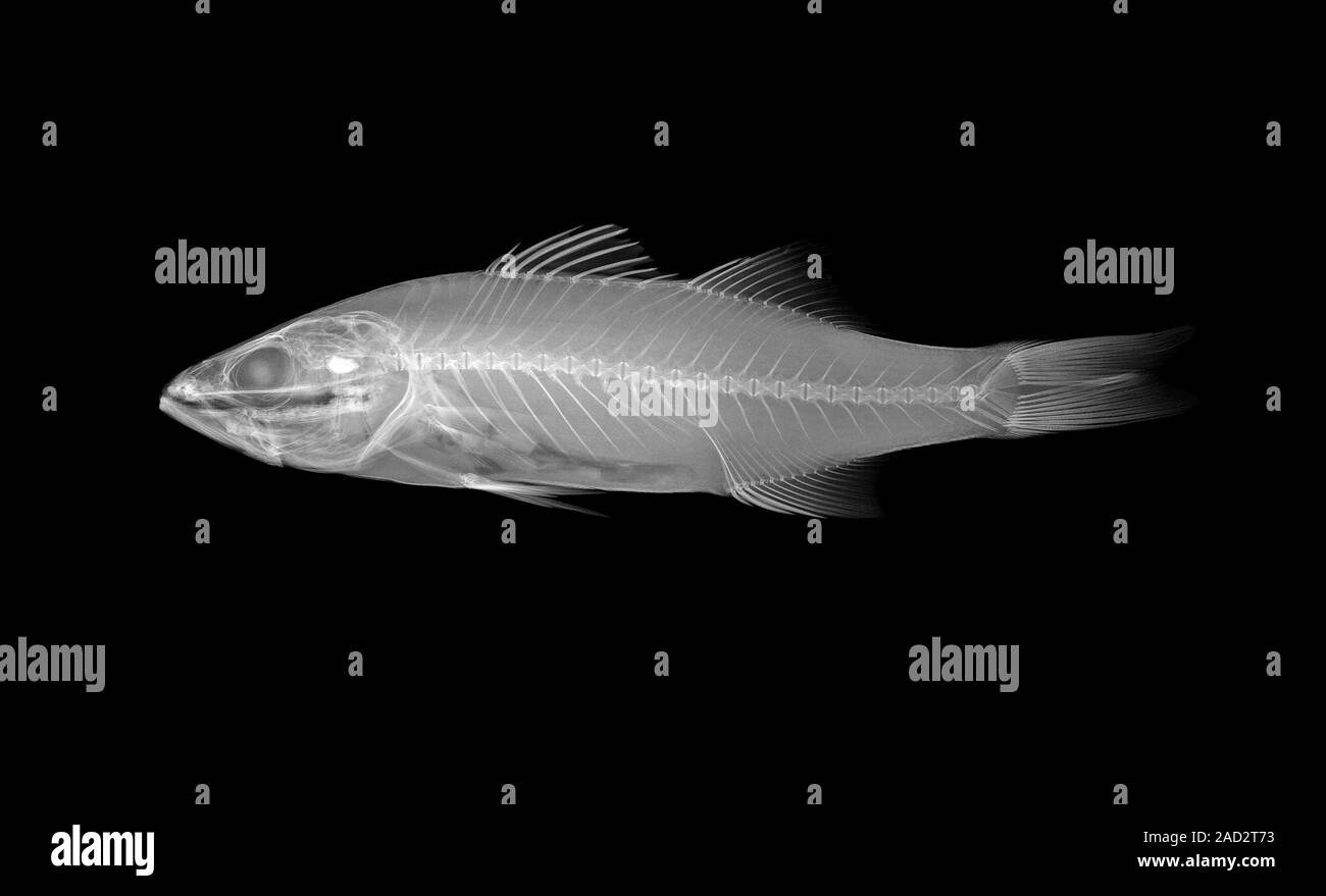 Striped bass (Morone saxatilis). X-ray of a section through a striped ...