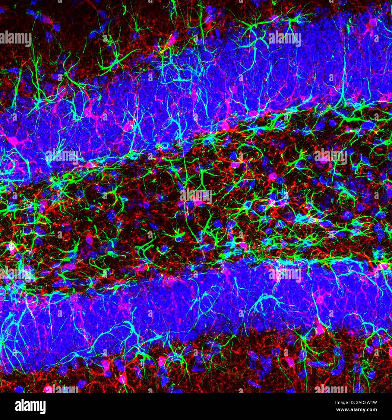 Brain cells. Fluorescence light micrograph of a section through tissue ...