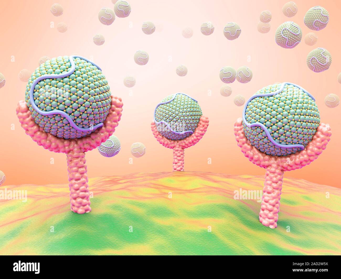 LDL bound to receptors. Computer illustration of low-density ...
